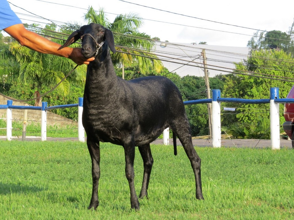 XVI LEILÃO ACCOBA SHOW EDIÇÃO EXPOBAHIA | SALVADOR - BA ASSESSORIA ...