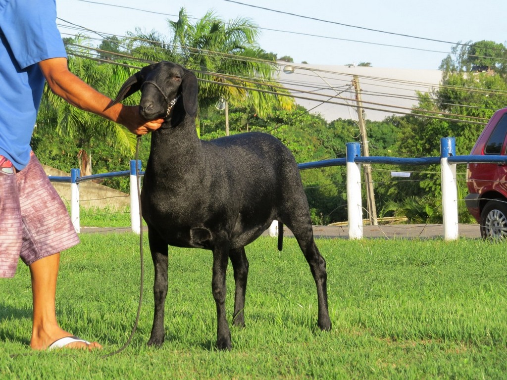 XVI LEILÃO ACCOBA SHOW EDIÇÃO EXPOBAHIA | SALVADOR - BA ASSESSORIA ...