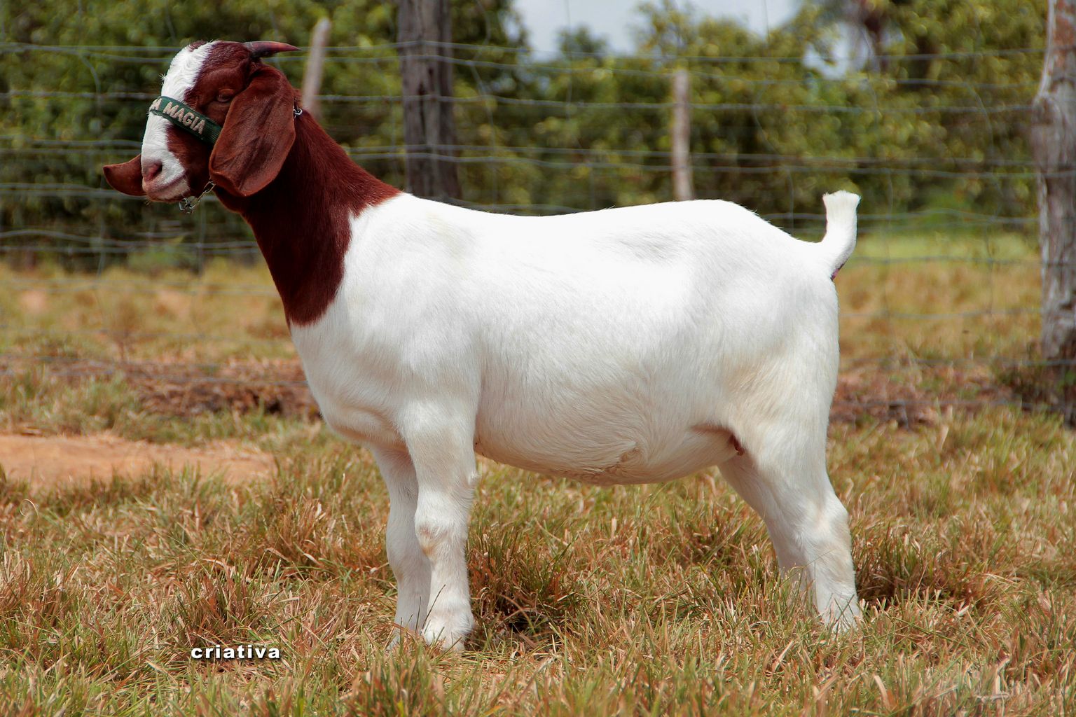 1º LEILÃO VIRTUAL ELITE BOER & CONVIDADOS FAZENDA MAGIA * RANCHO ...