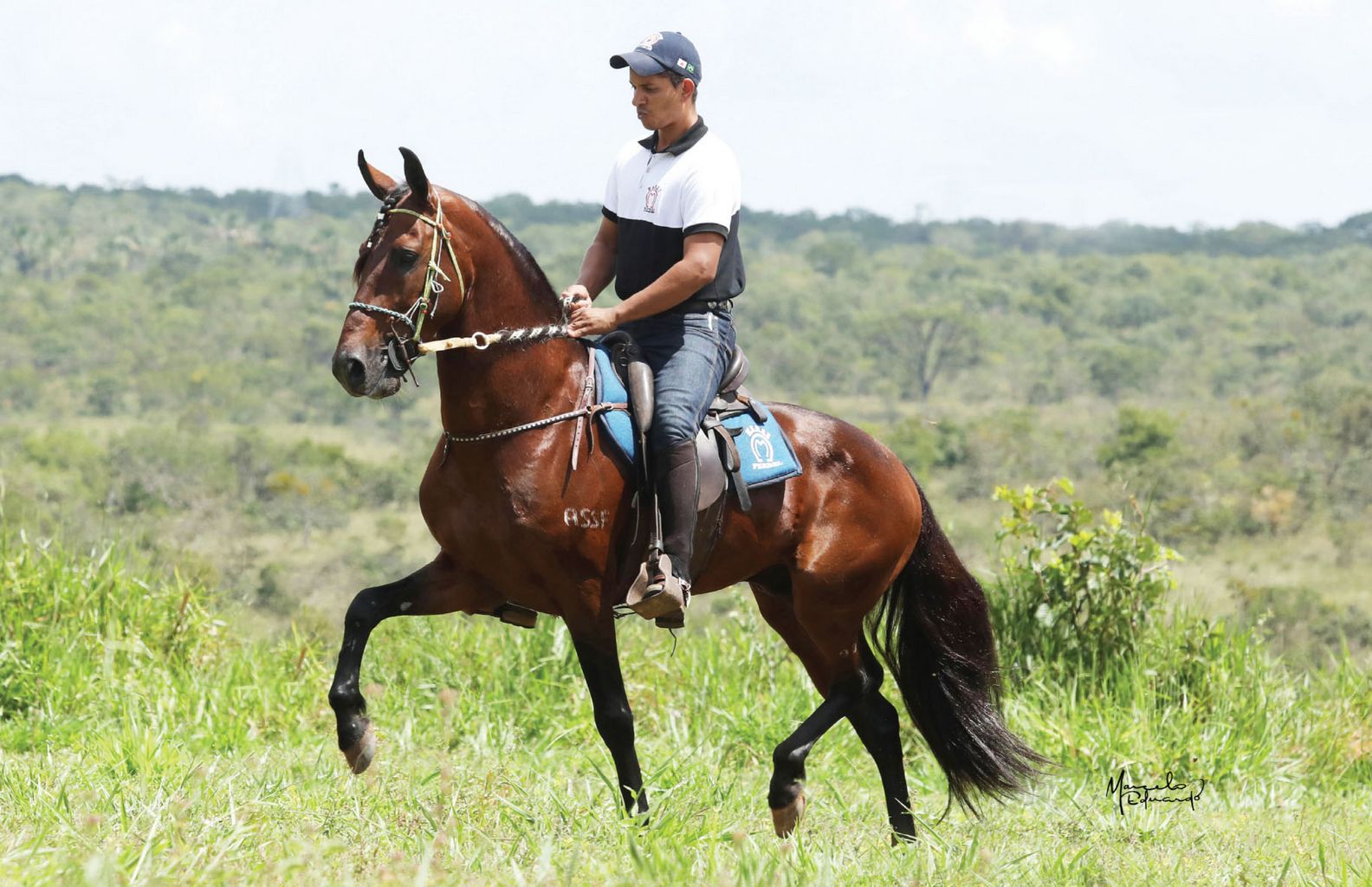 LOTE 27 - GALOPE DA FIGUEIRA - 50% - MANGALARGA MARCHADOR | III LEILÃO ...