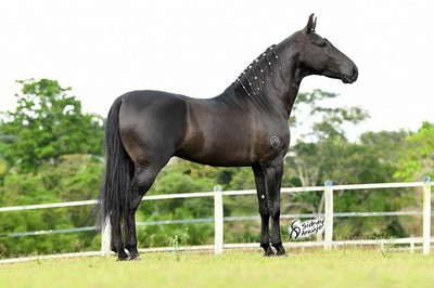 LOTE 52 - TIMONEIRO DA RIOCON 5 COBERTURAS VITALÍCIAS - MANGALARGA ...